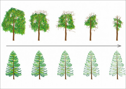 Diagnostic visuel du dépérissement et des capacités de résilience des ...